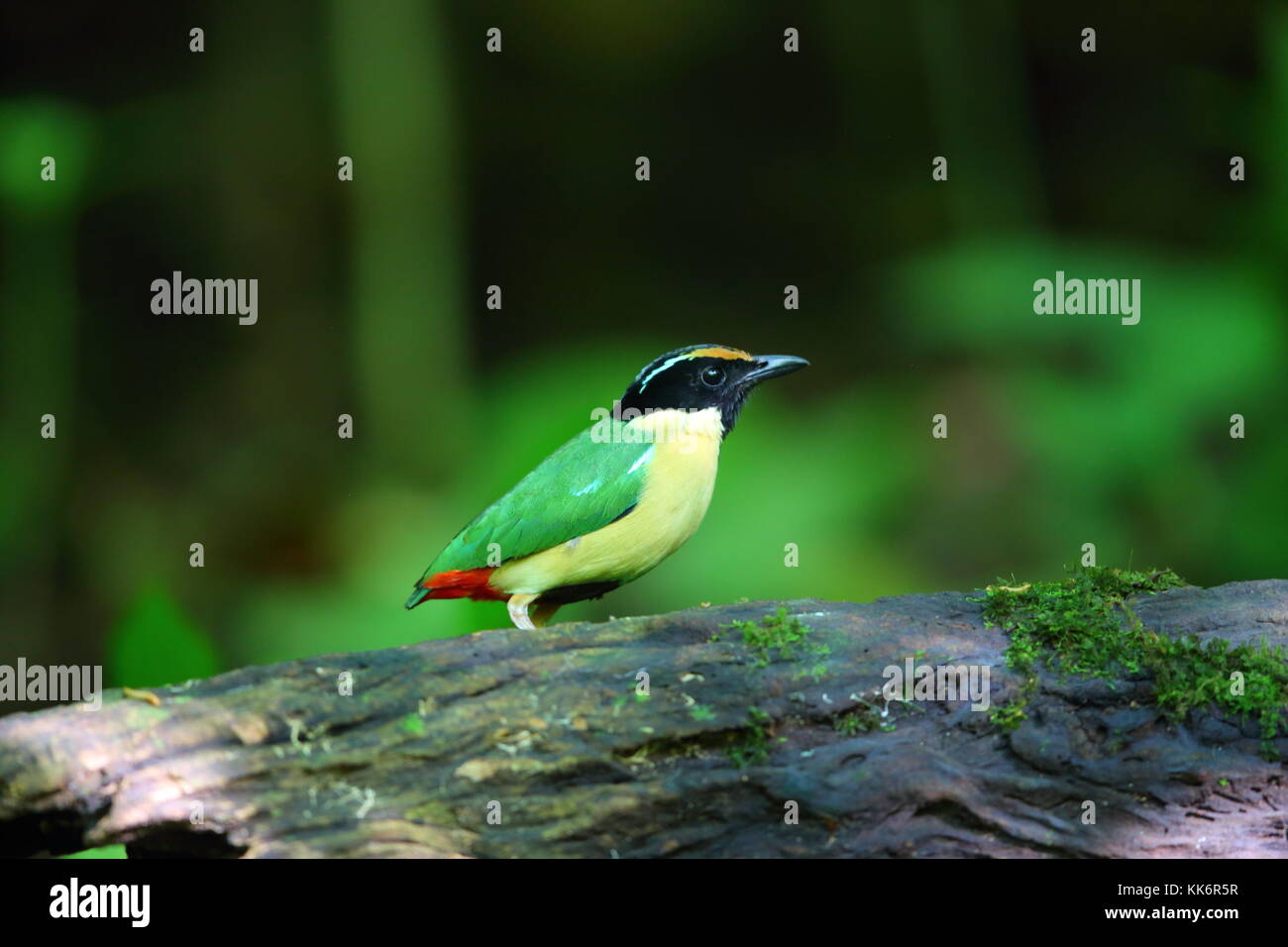 Elegant Pitta (Pitta elegans) in Lombok Island, Indonesia Stock Photo ...