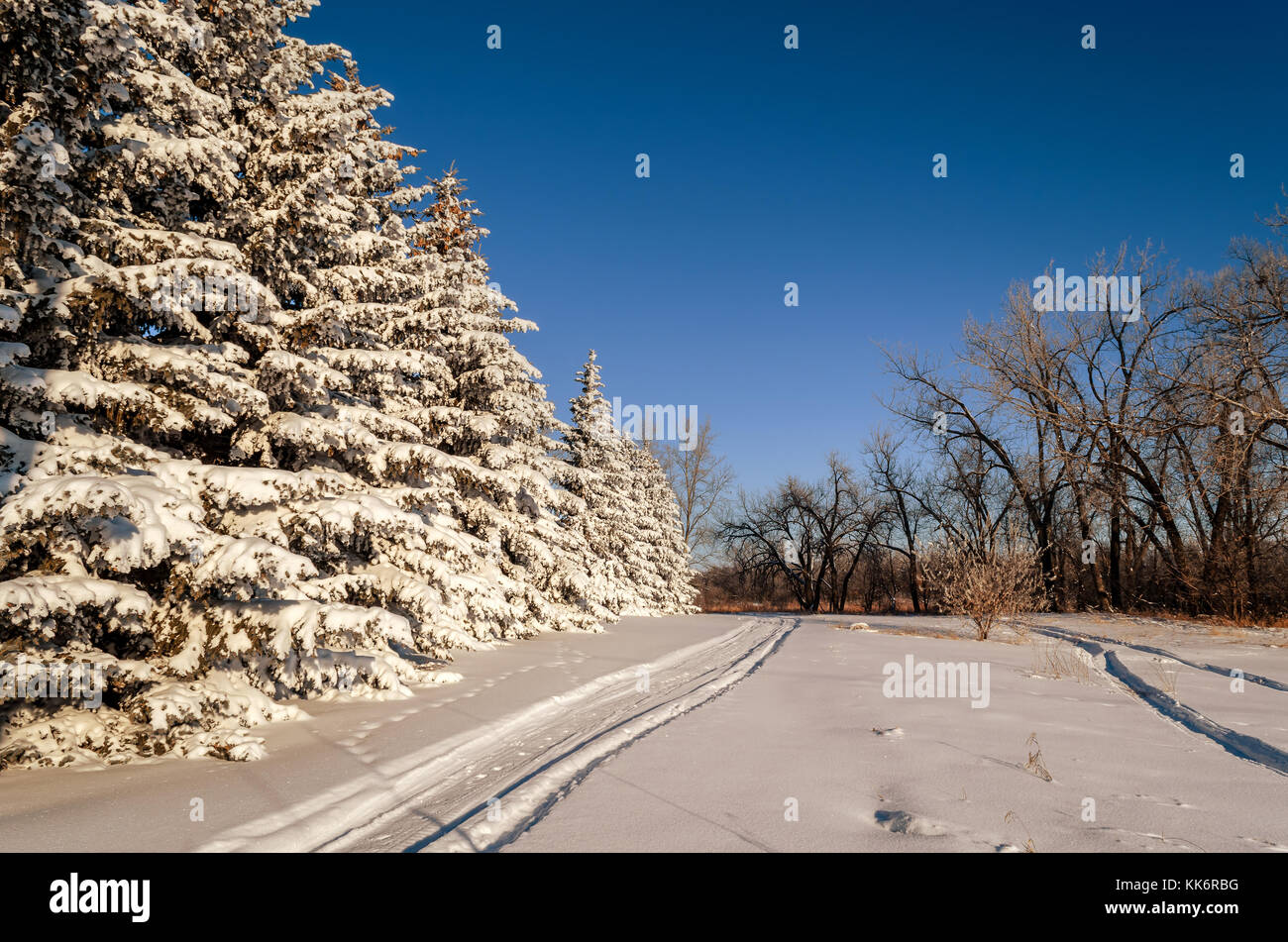 Snow in the foreground, snow-covered firs in the center, blue winter ...