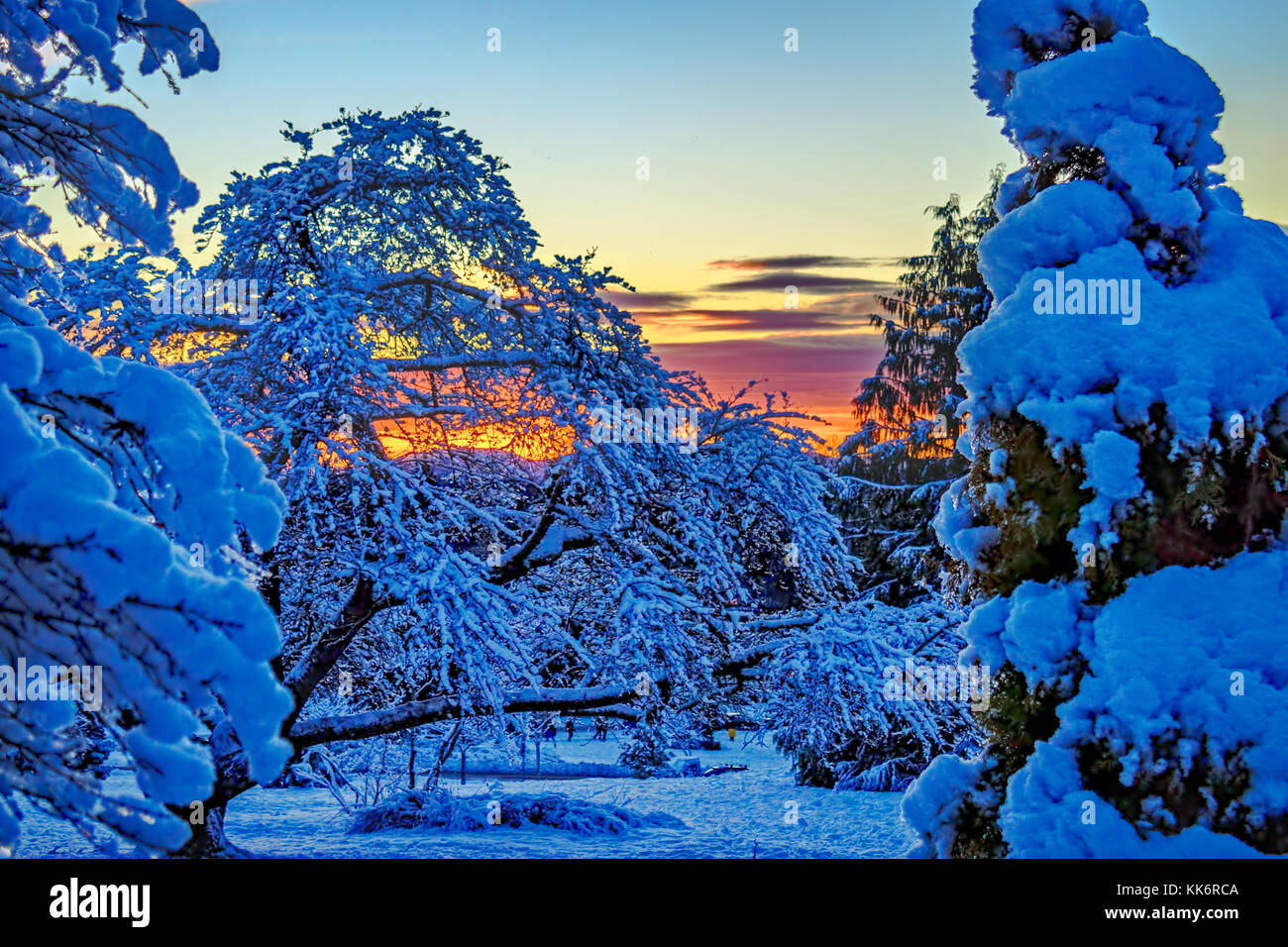 Snowy winter in a beautiful forest, branches of trees are covered with ...