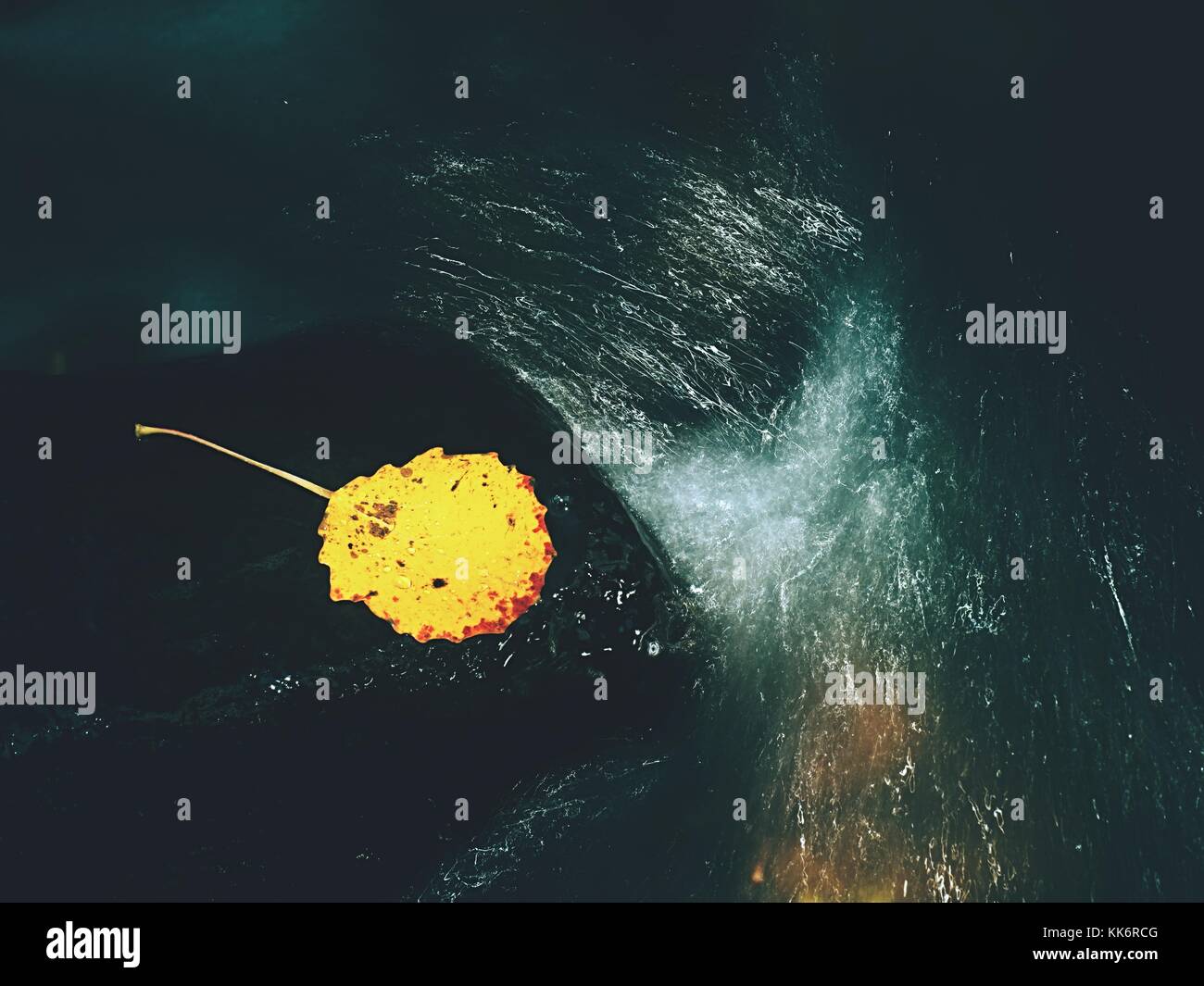 The yellow alder leaf and shinning bubbles of stream. Drops ...