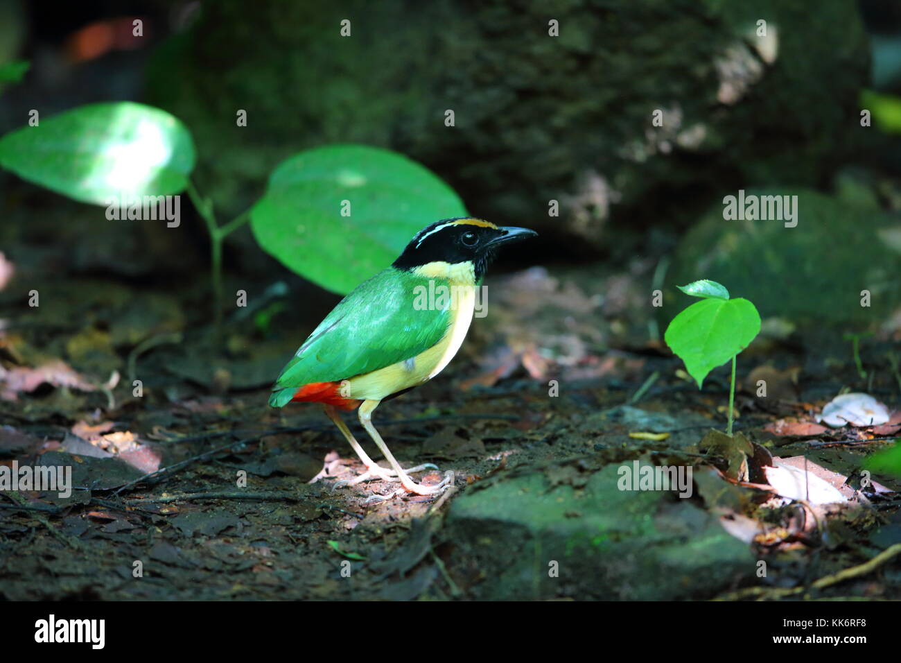 Elegant Pitta (Pitta elegans) in Lombok Island, Indonesia Stock Photo ...