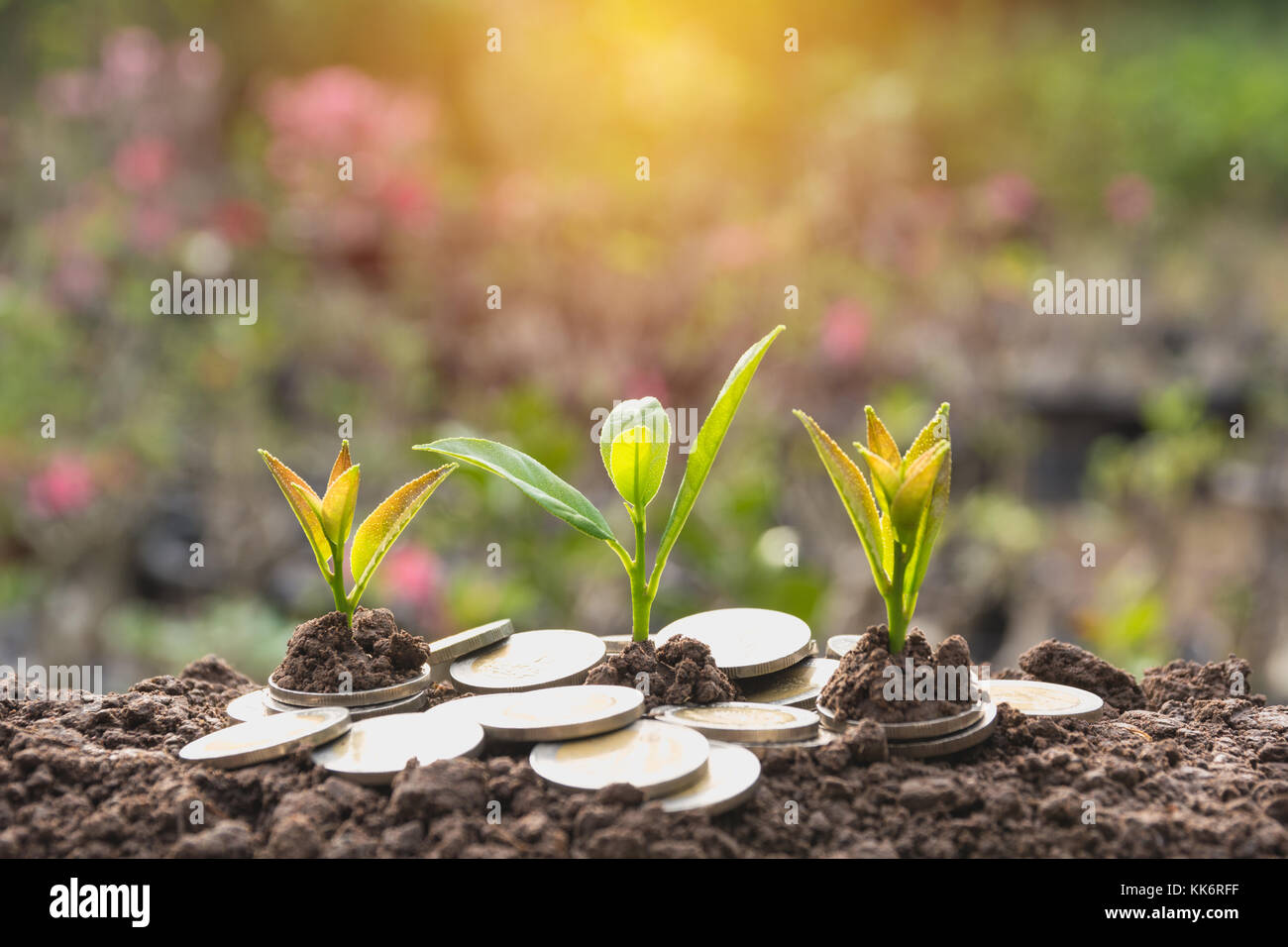 Young green plant with stack coin on ground for growing business ...