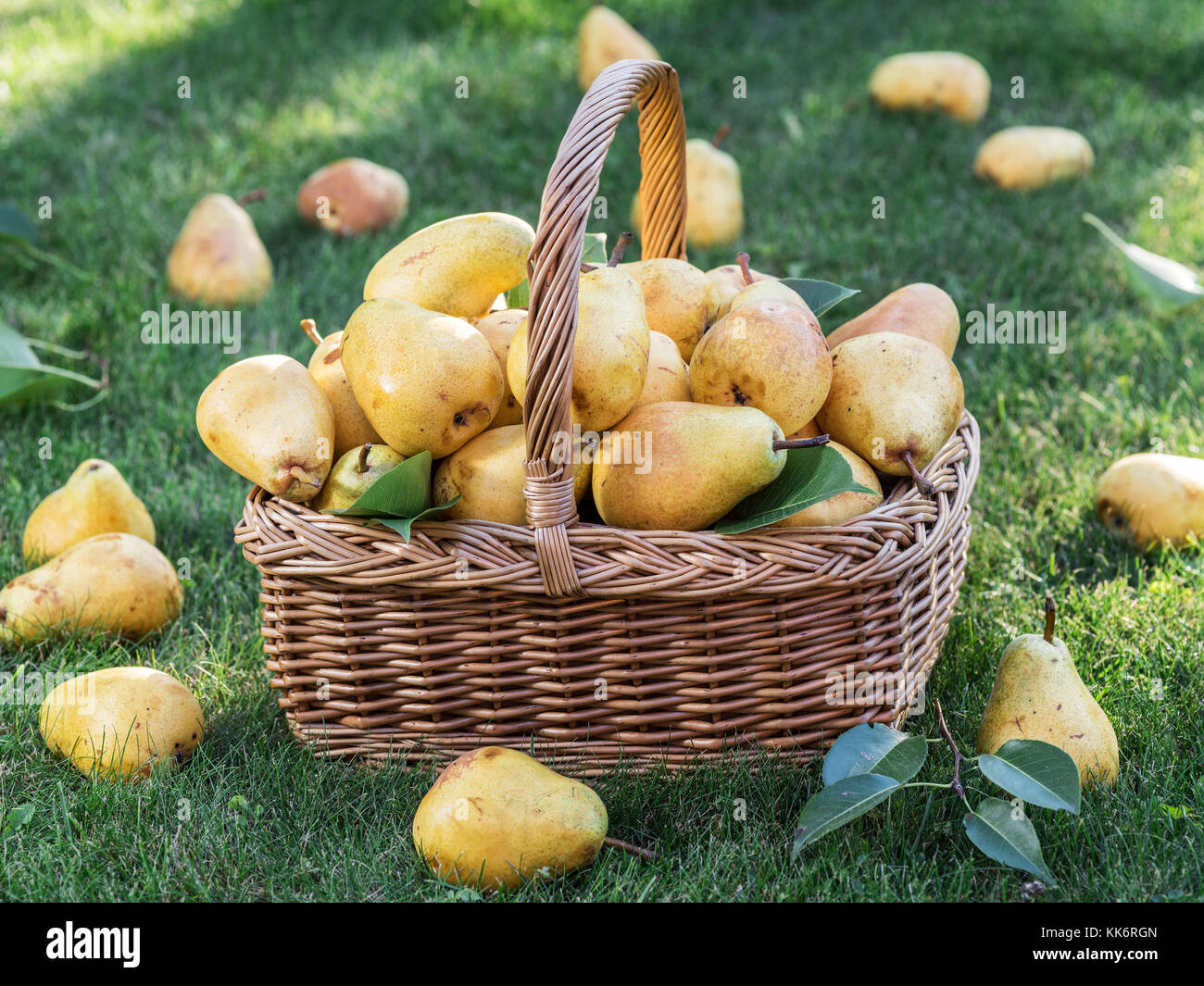Ripe pears in the basket on the green grass Stock Photo - Alamy
