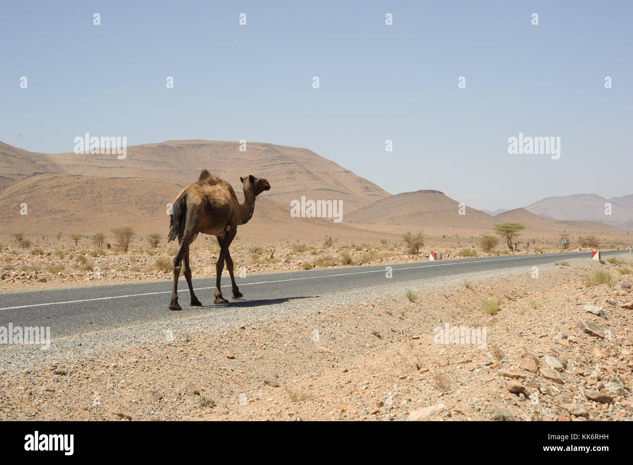Camel Going On Road High Resolution Stock Photography and Images - Alamy