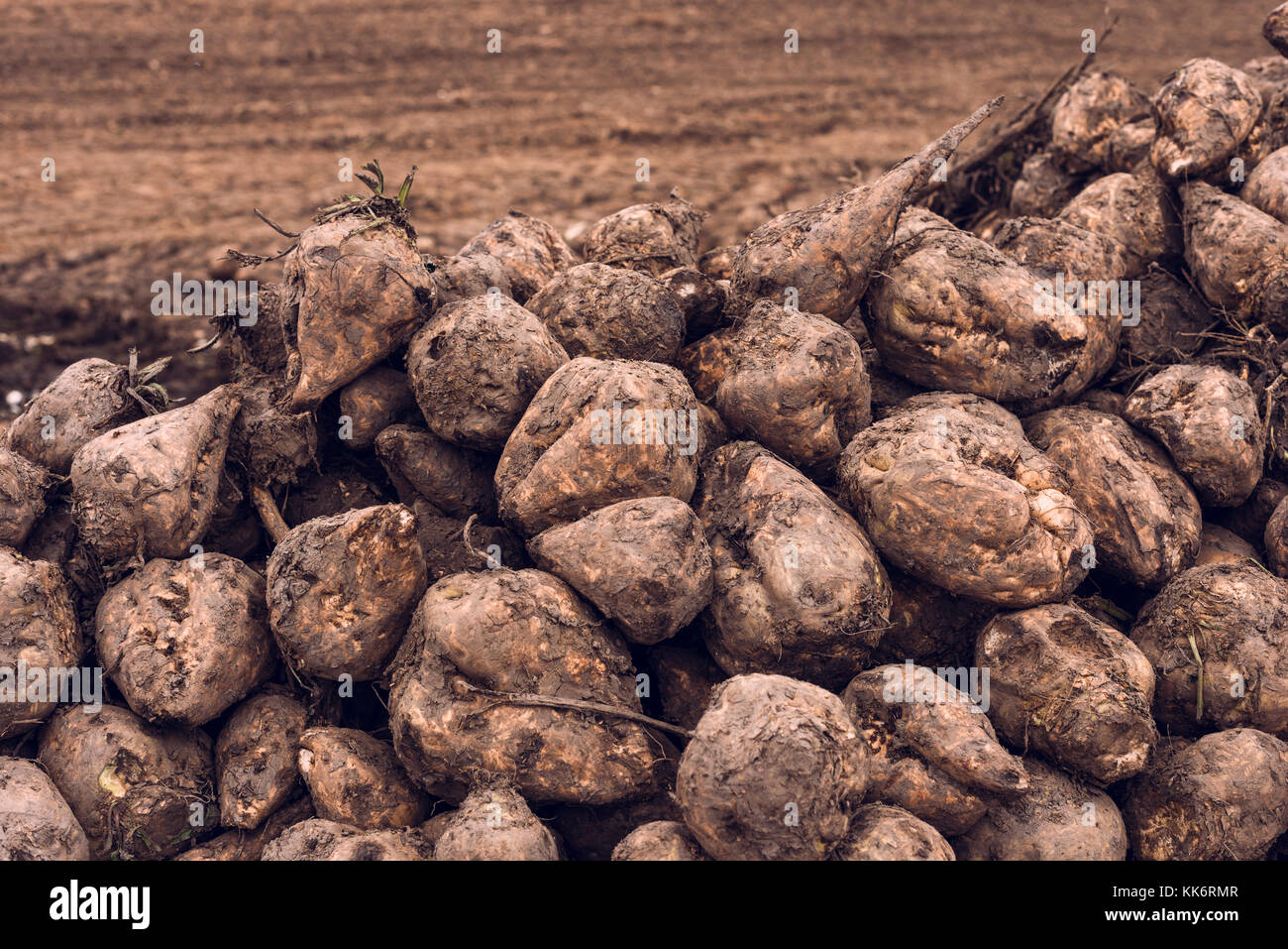 Sugar beet harvest. Pile of harvested agricultural root crop in the ...