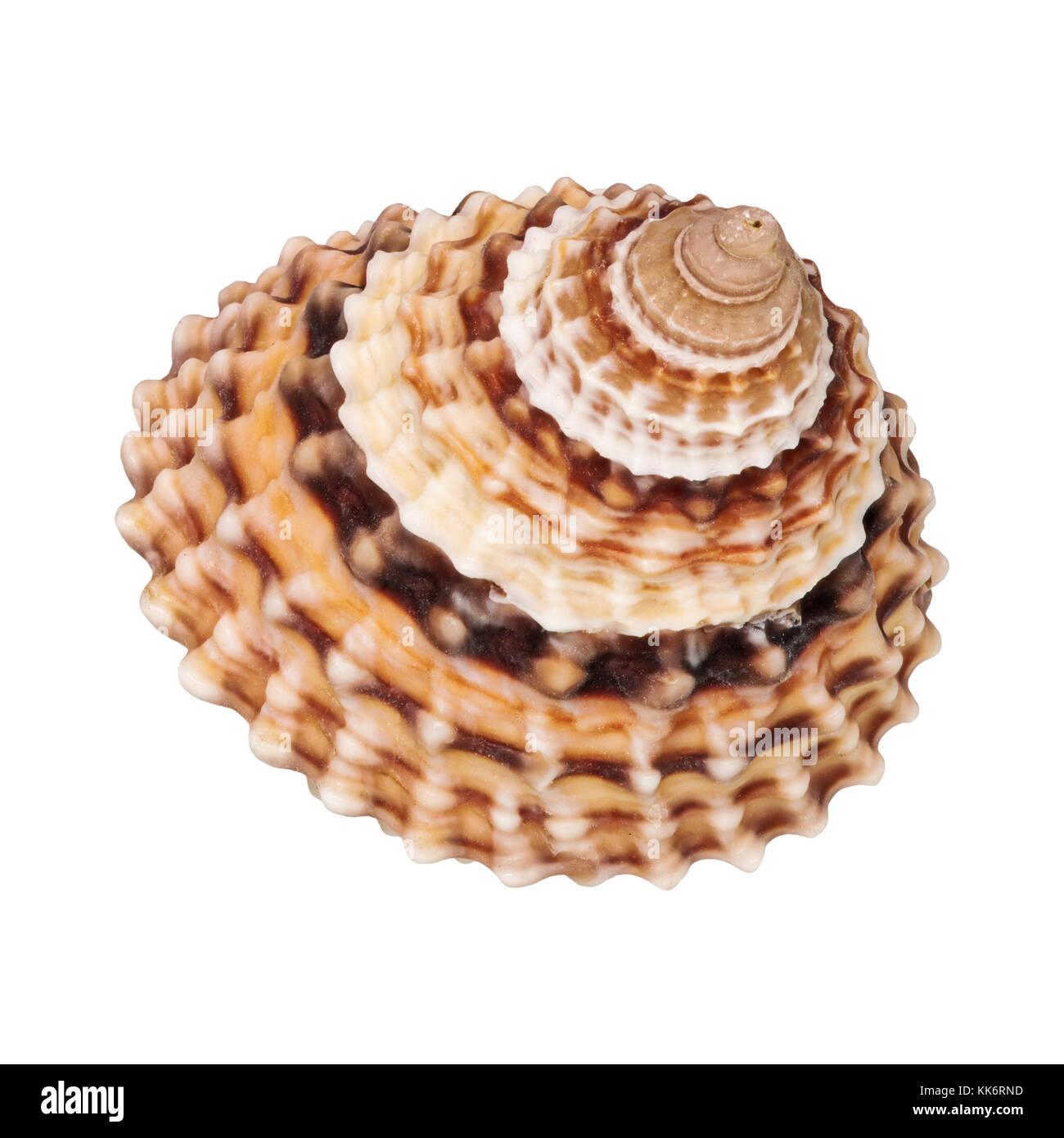 Sea shell isolated on a white background Stock Photo - Alamy