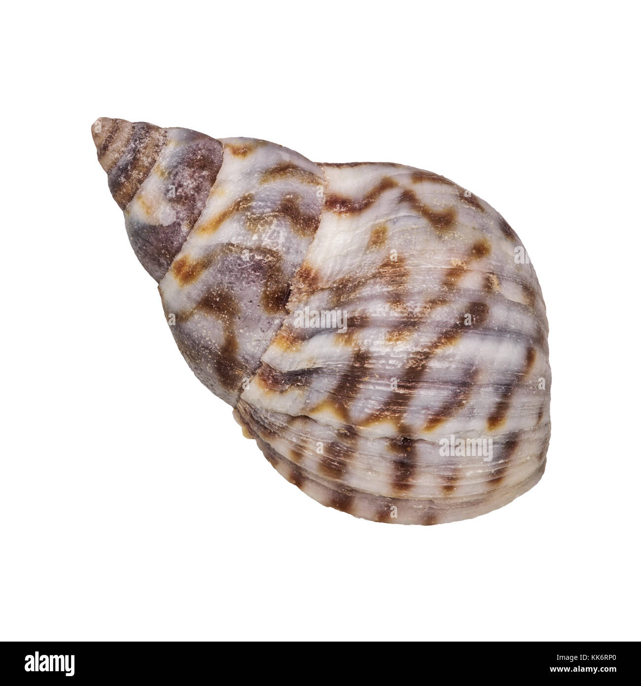 Sea shell isolated on a white background Stock Photo - Alamy