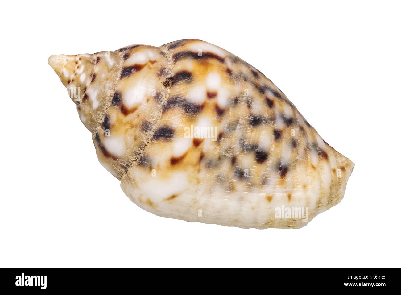 Sea shell isolated on a white background Stock Photo - Alamy