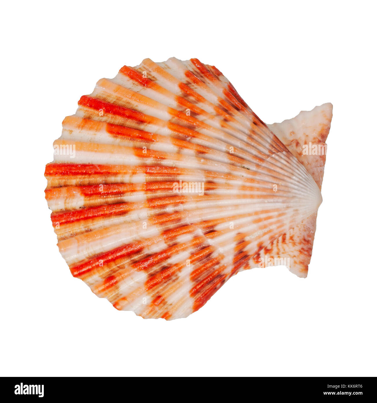 Sea shell isolated on a white background Stock Photo - Alamy