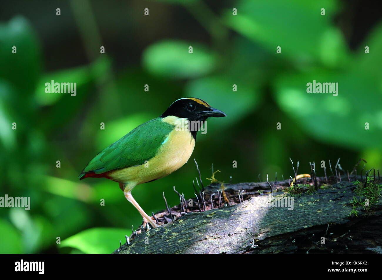 Elegant Pitta (Pitta elegans) in Lombok Island, Indonesia Stock Photo ...