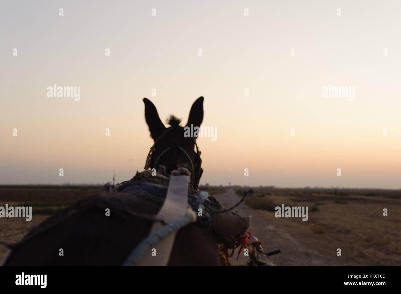 Mule pulling cart hi-res stock photography and images - Alamy