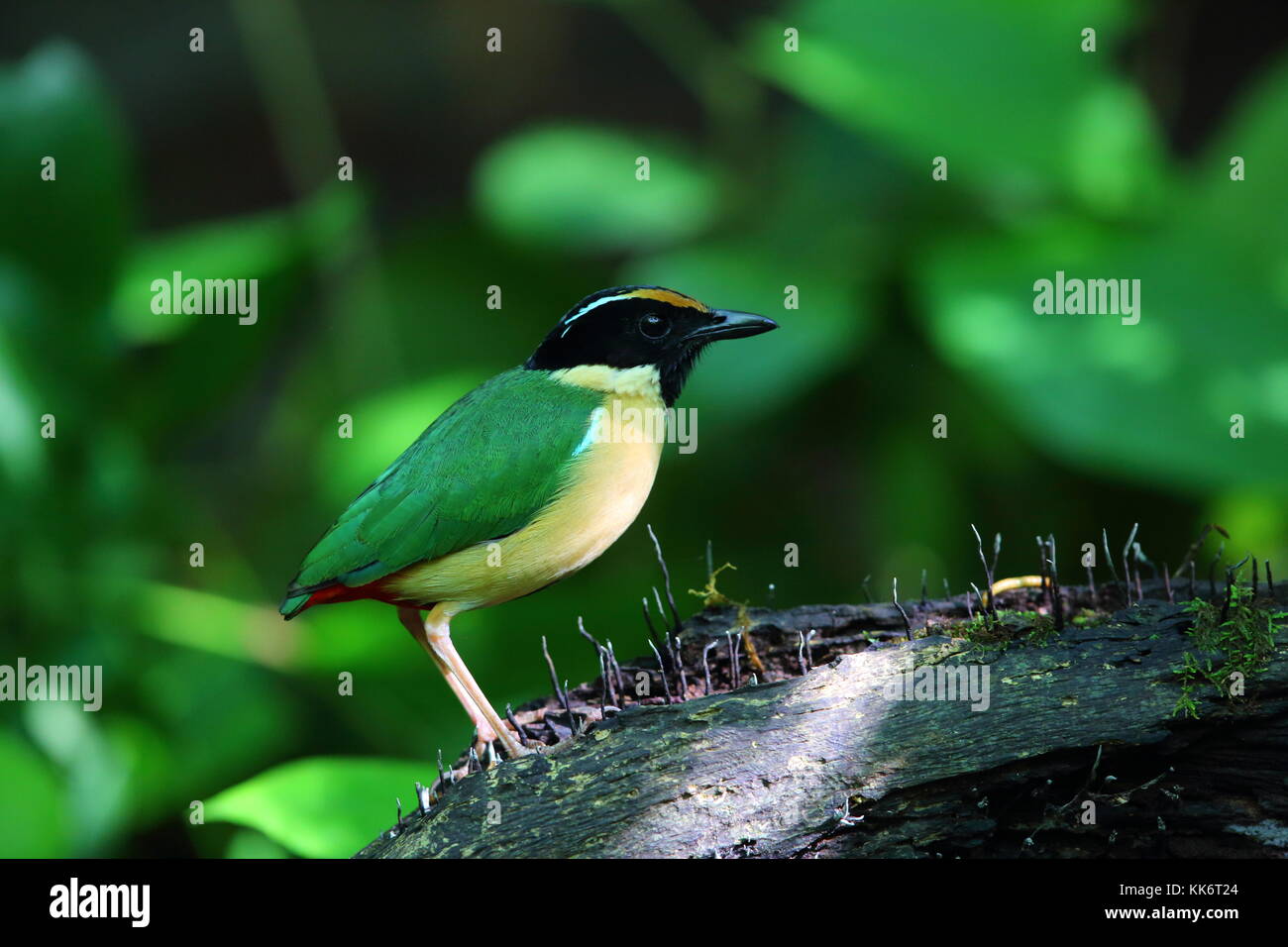 Elegant Pitta (Pitta elegans) in Lombok Island, Indonesia Stock Photo ...