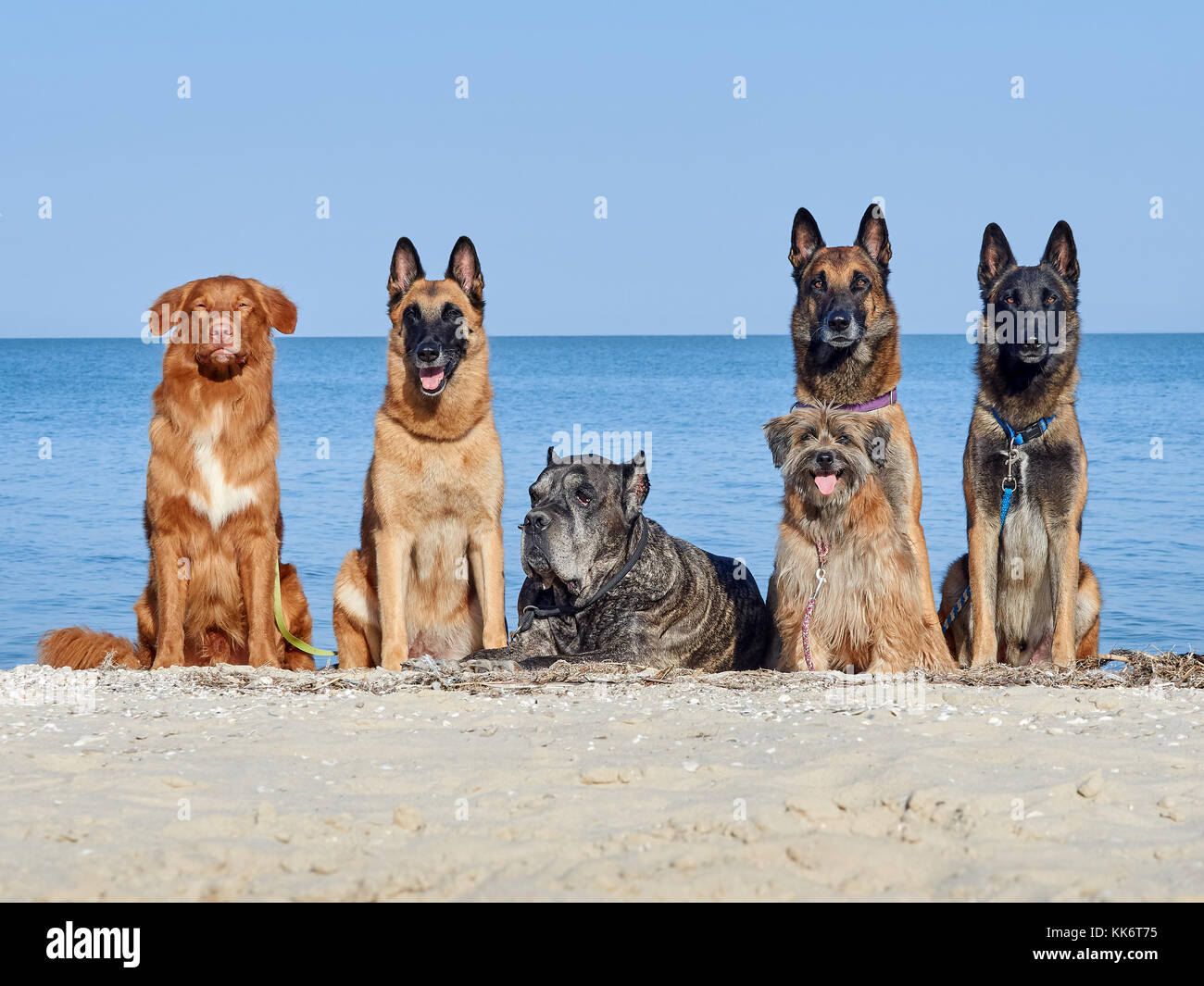 Three Malinois Belgian, Little Pyrenean Shepherd Dog, Cane Corso and ...
