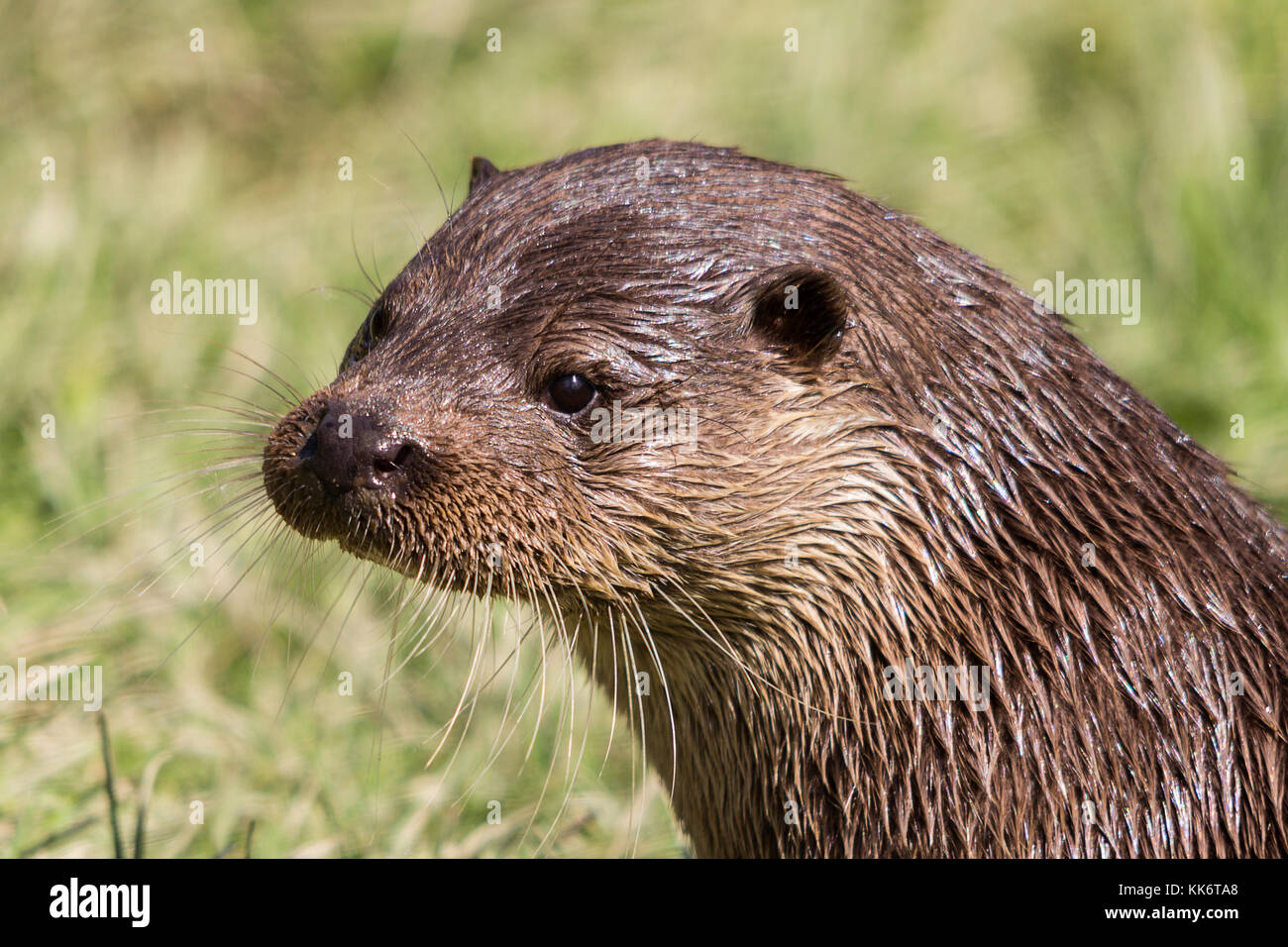 Webbed feel hi-res stock photography and images - Alamy