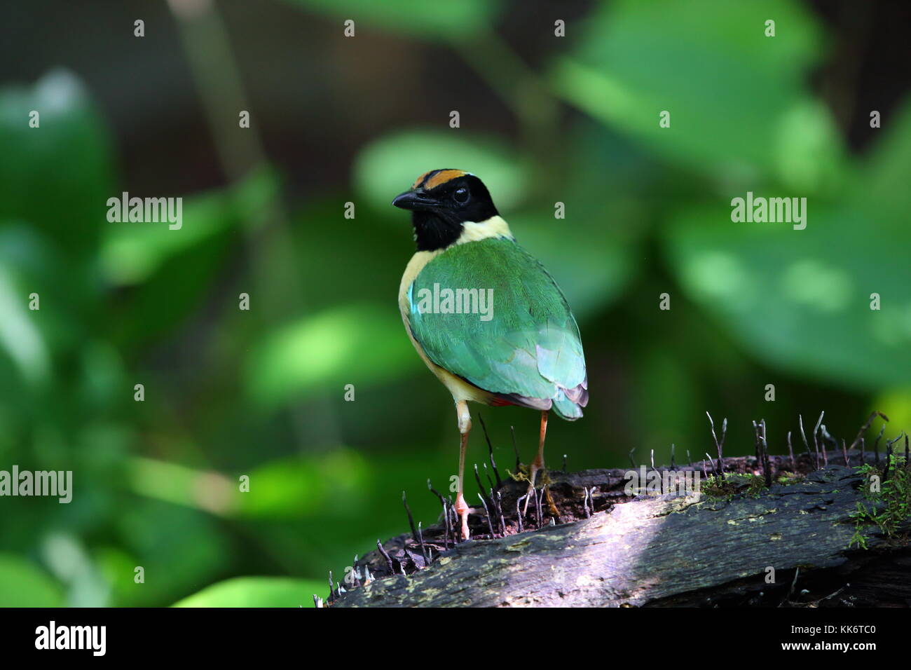 Elegant Pitta (Pitta elegans) in Lombok Island, Indonesia Stock Photo ...
