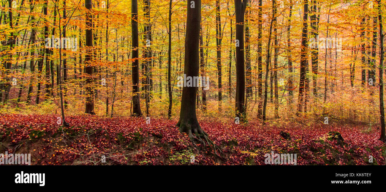 Autumn colorful German beech forest landscape in Siebengebirge Germany ...