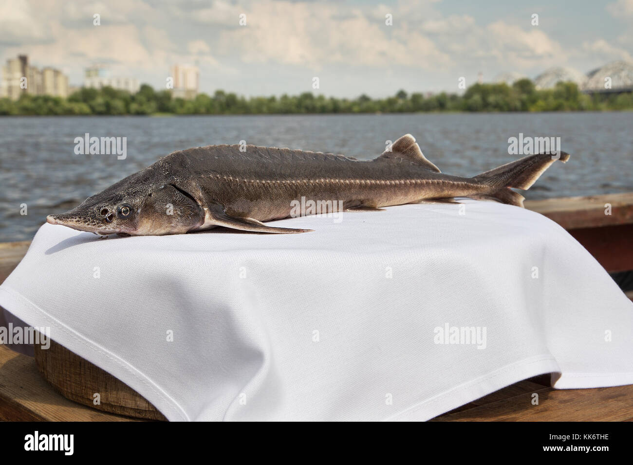Baikal sturgeon hi-res stock photography and images - Alamy