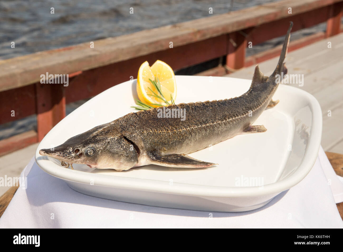 Baikal sturgeon hi-res stock photography and images - Alamy