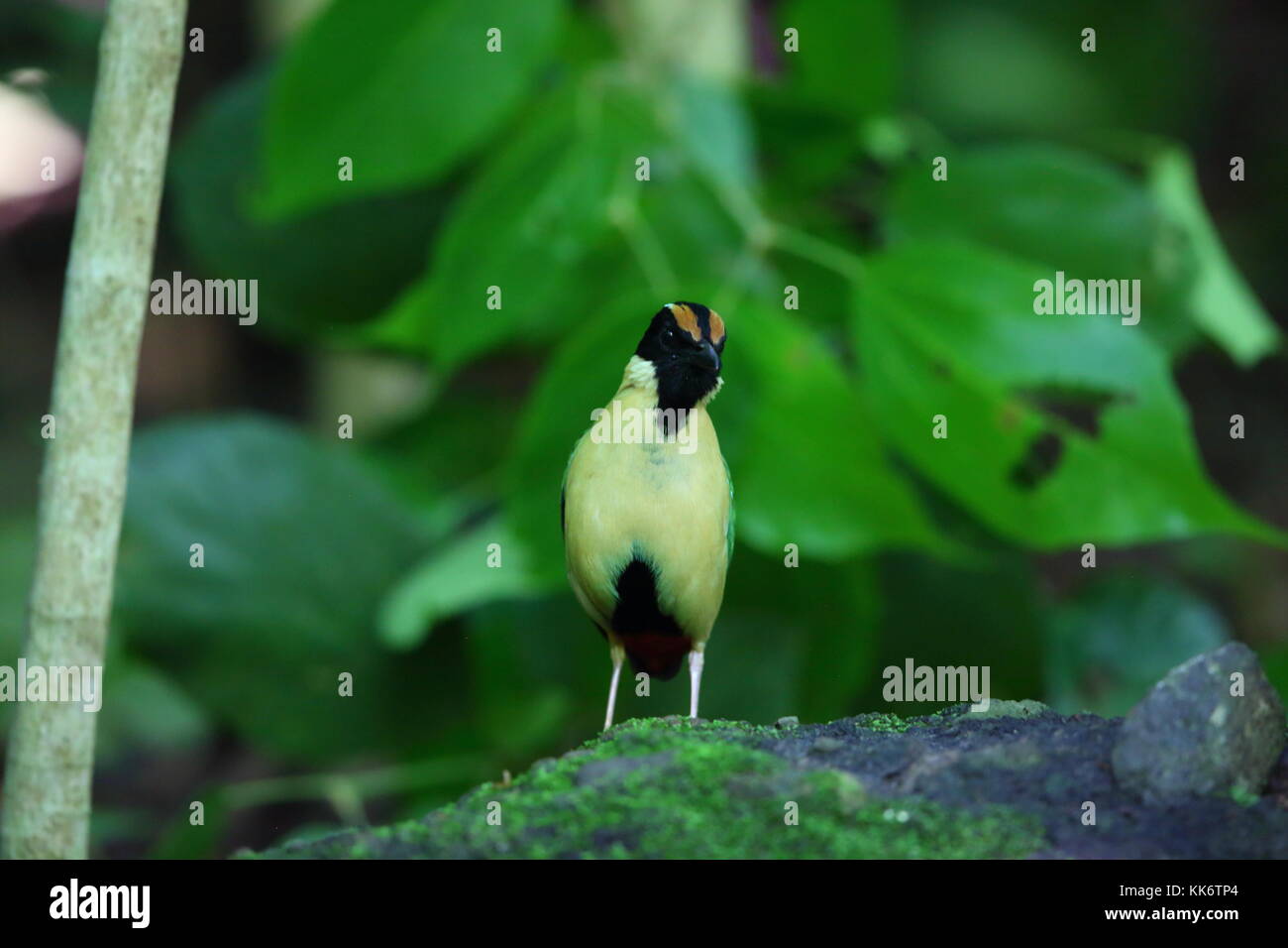 Elegant Pitta (Pitta elegans) in Lombok Island, Indonesia Stock Photo ...