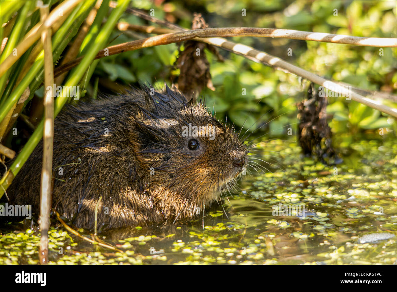 Mink in reeds hi-res stock photography and images - Alamy