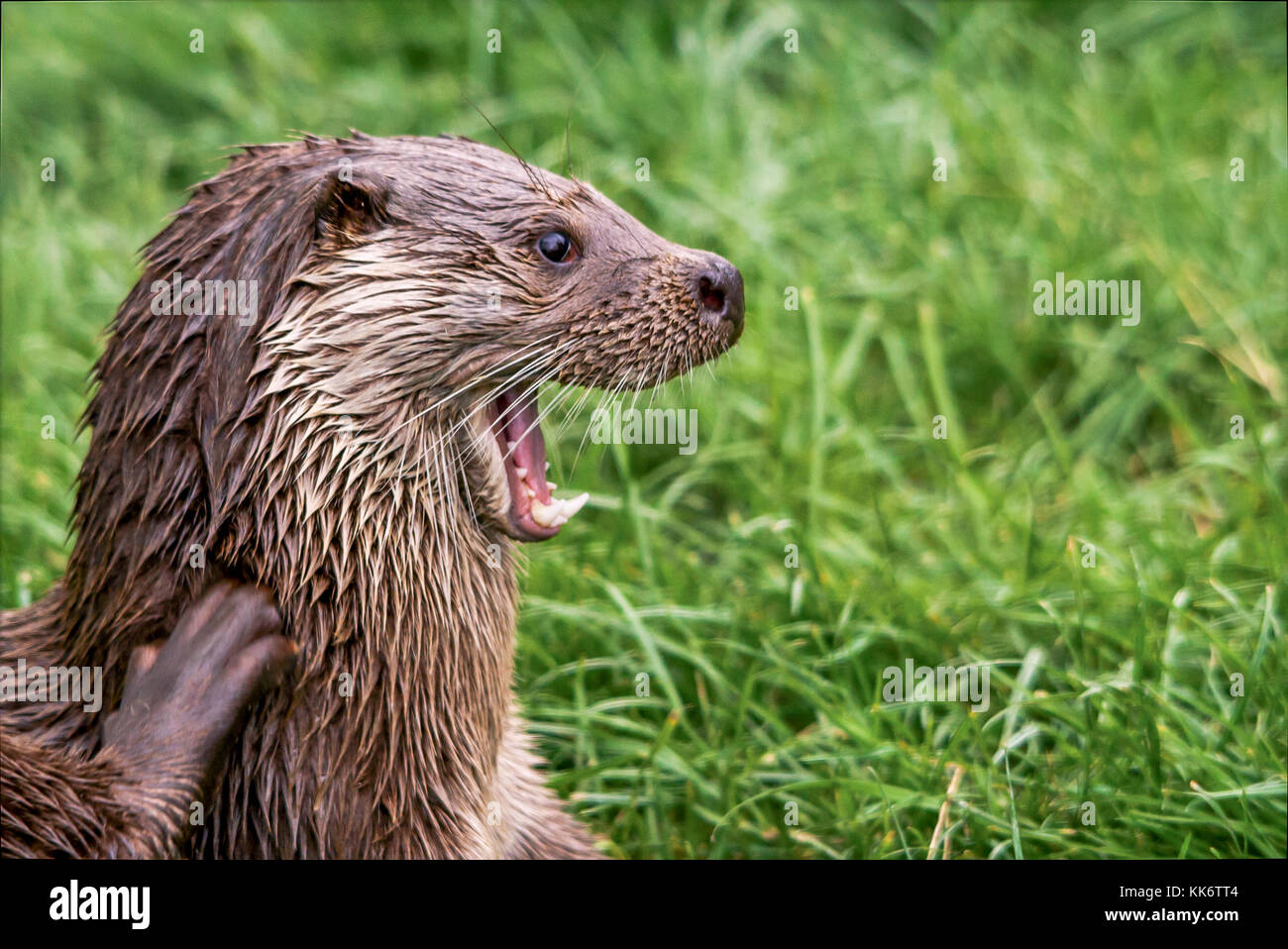Otter feeding time at the British wildlife centre Surrey UK. Lutra ...