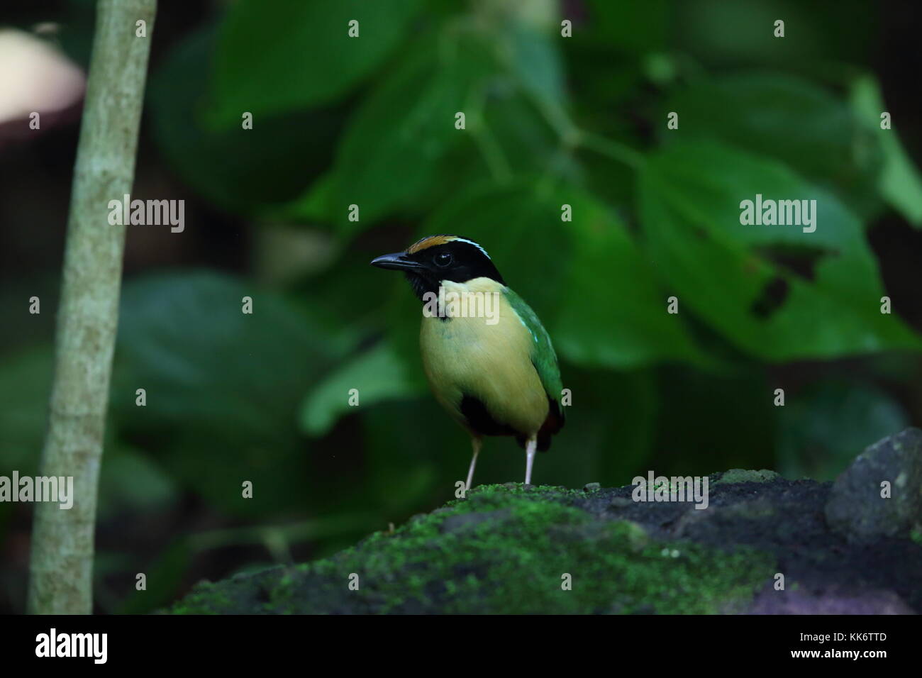 Elegant Pitta (Pitta elegans) in Lombok Island, Indonesia Stock Photo ...
