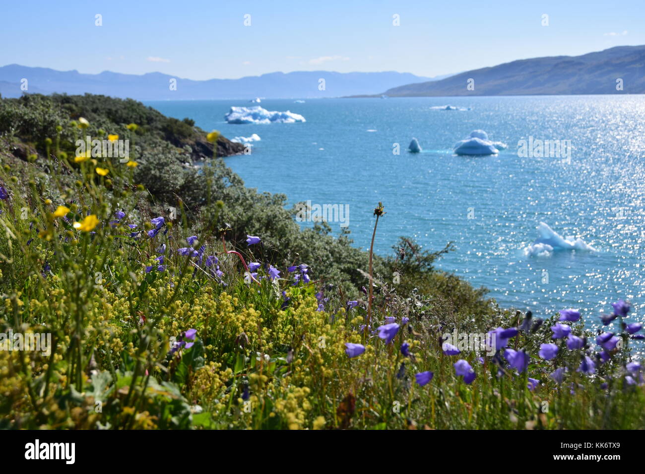 Wild flowers and ice flows Narsarsuaq, Greenland Stock Photo - Alamy