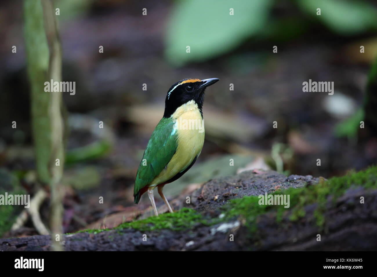 Elegant Pitta (Pitta elegans) in Lombok Island, Indonesia Stock Photo ...