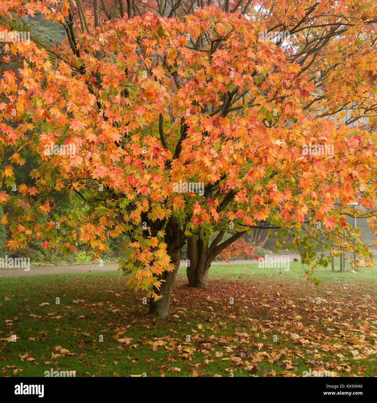 Maple tree landscape nature hi-res stock photography and images - Alamy