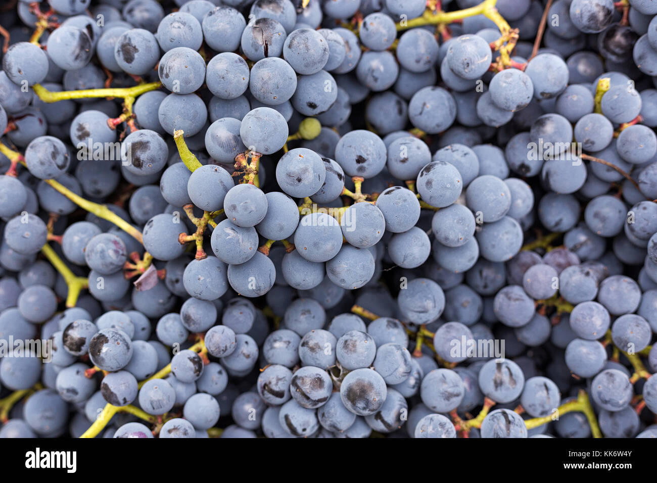 a lot of organic blue grapes, background, winemaking Stock Photo - Alamy