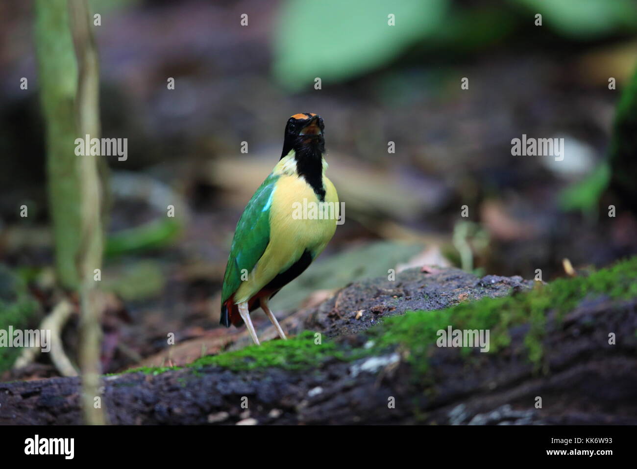 Elegant Pitta (Pitta elegans) in Lombok Island, Indonesia Stock Photo ...