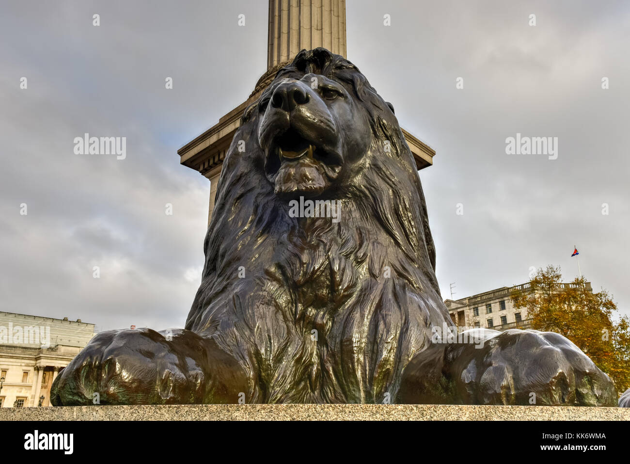 Lion Statue in Trafalgar Square in London. It is a public square in the ...