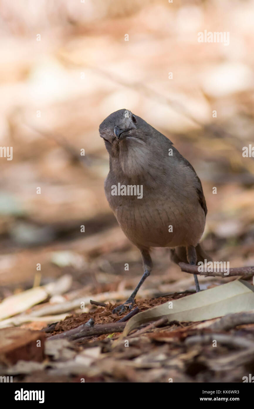 Colluricincla rufiventris hi-res stock photography and images - Alamy