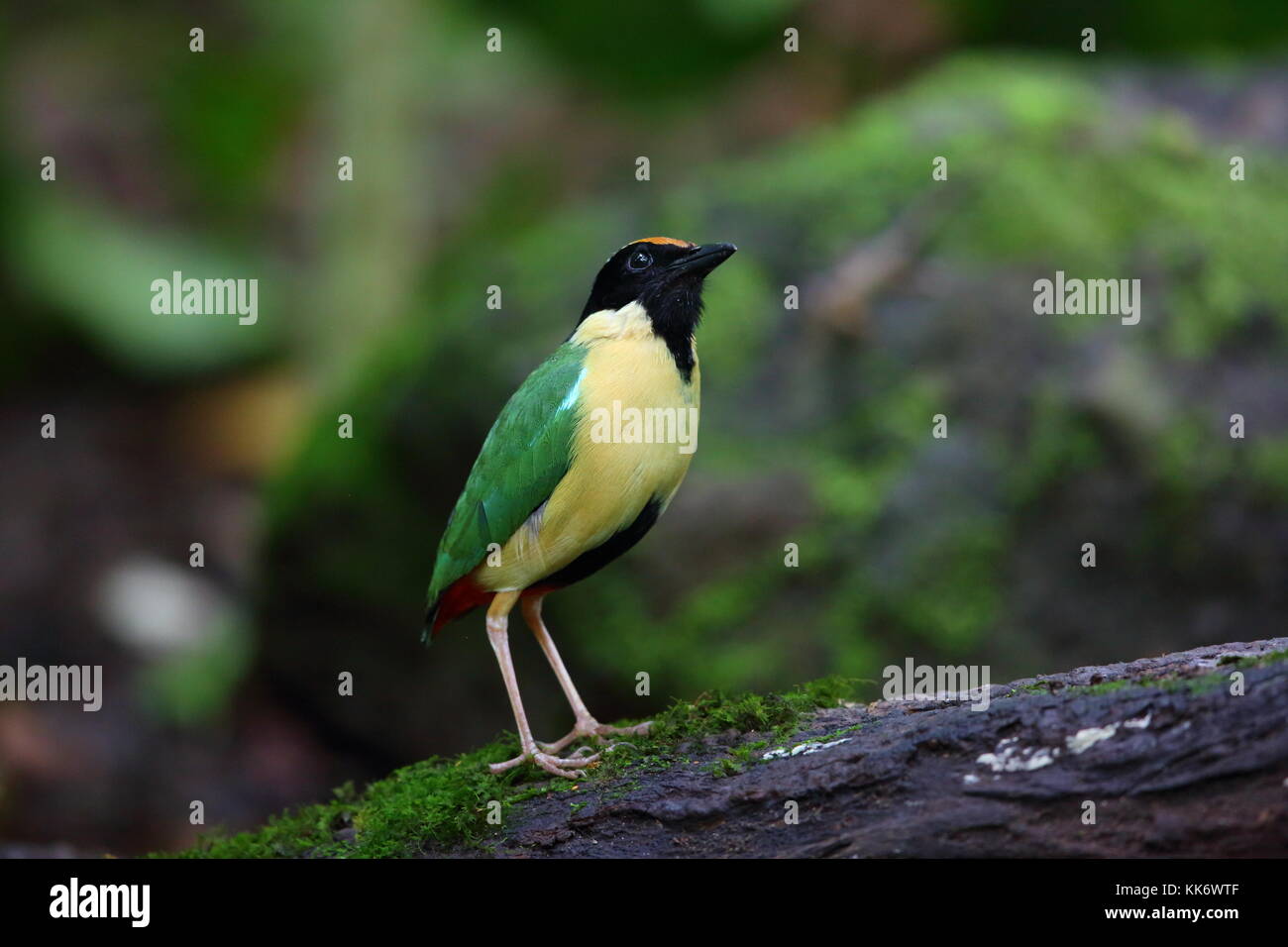 Elegant Pitta (Pitta elegans) in Lombok Island, Indonesia Stock Photo ...