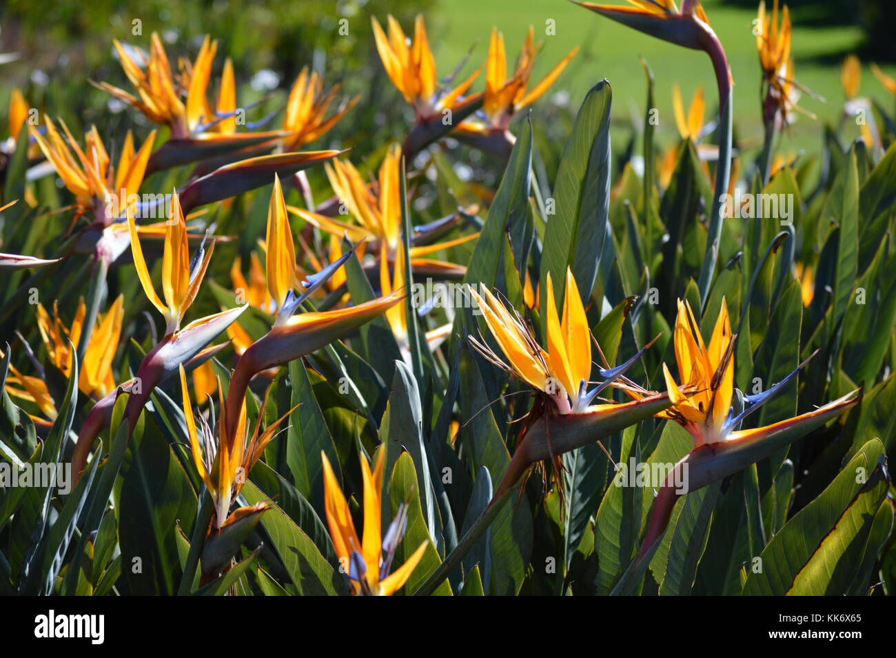 Crane Flower (Strelitzia reginae), growing at Kirstenbosch National ...