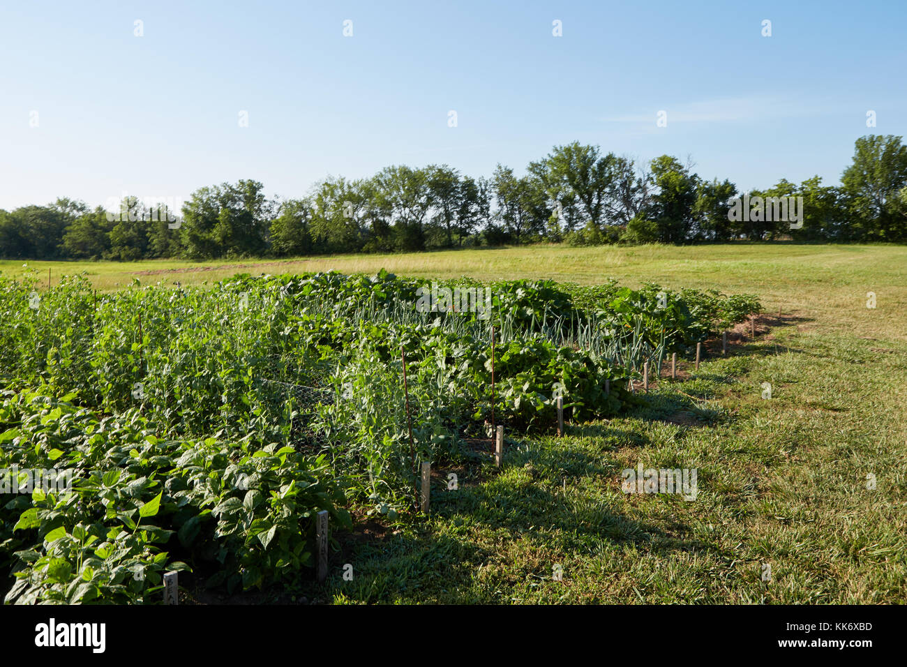 Healthy home grown veggies in a vegetable patch surrounded by neat lawn ...