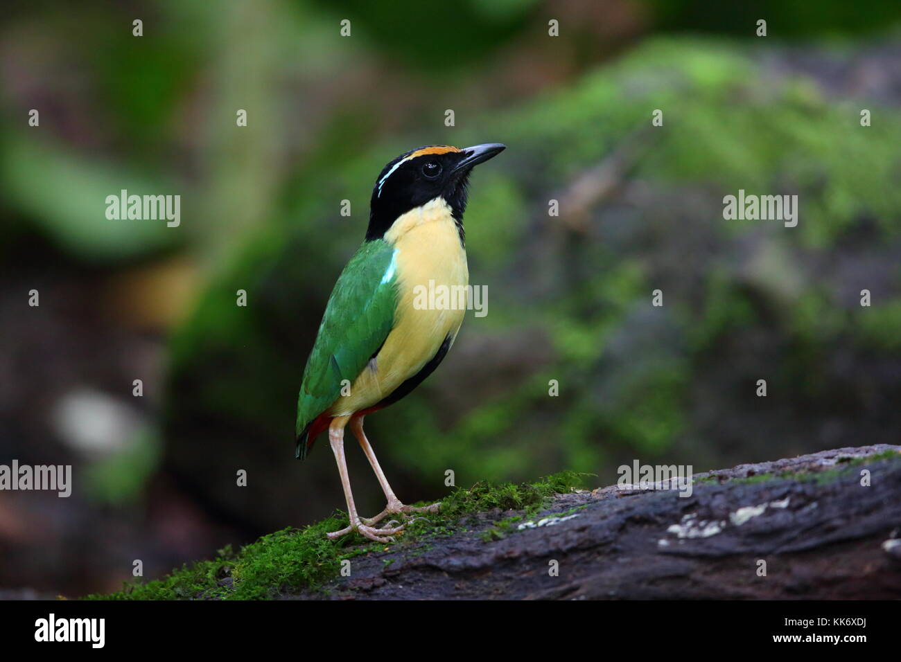 Elegant Pitta (Pitta elegans) in Lombok Island, Indonesia Stock Photo ...