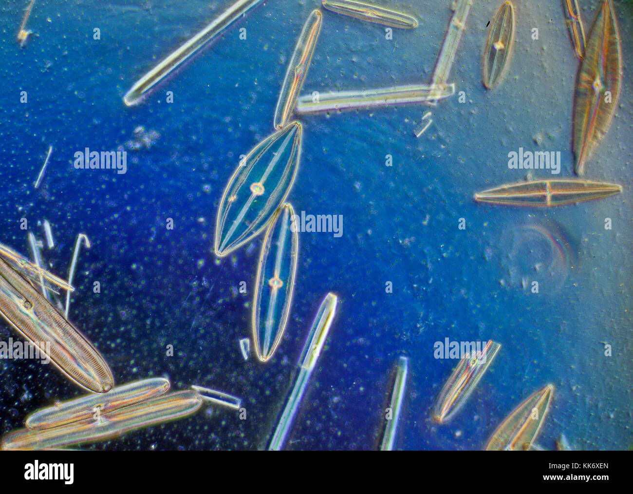 Microalgae micrograph hi-res stock photography and images - Alamy