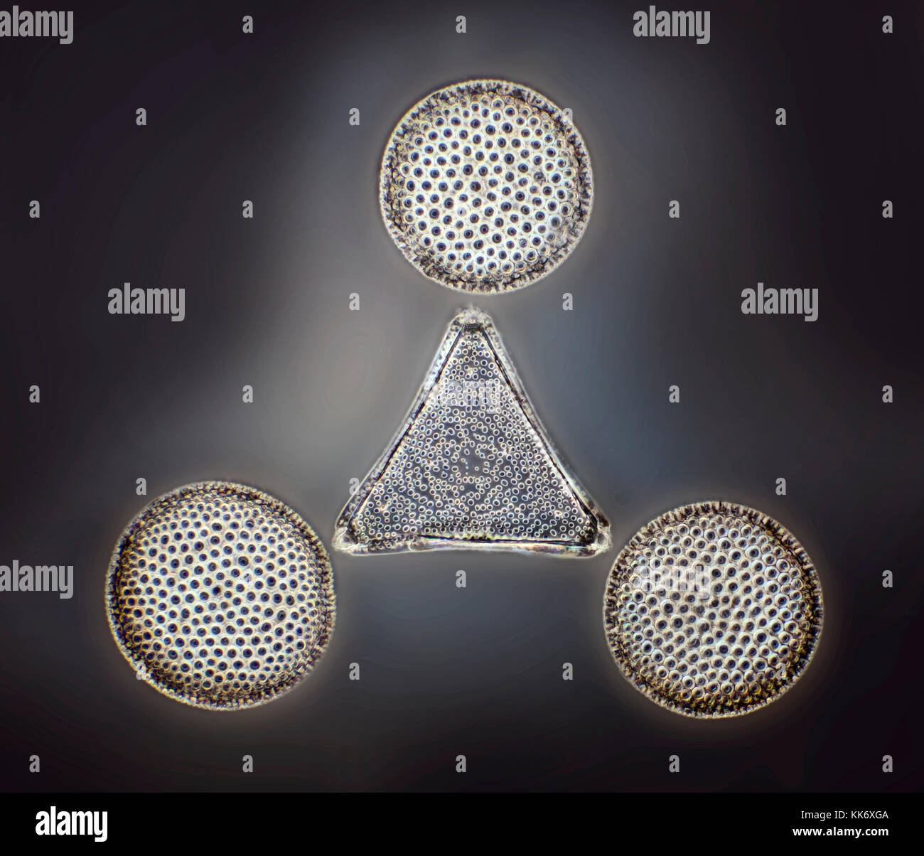 Microalgae micrograph hi-res stock photography and images - Alamy