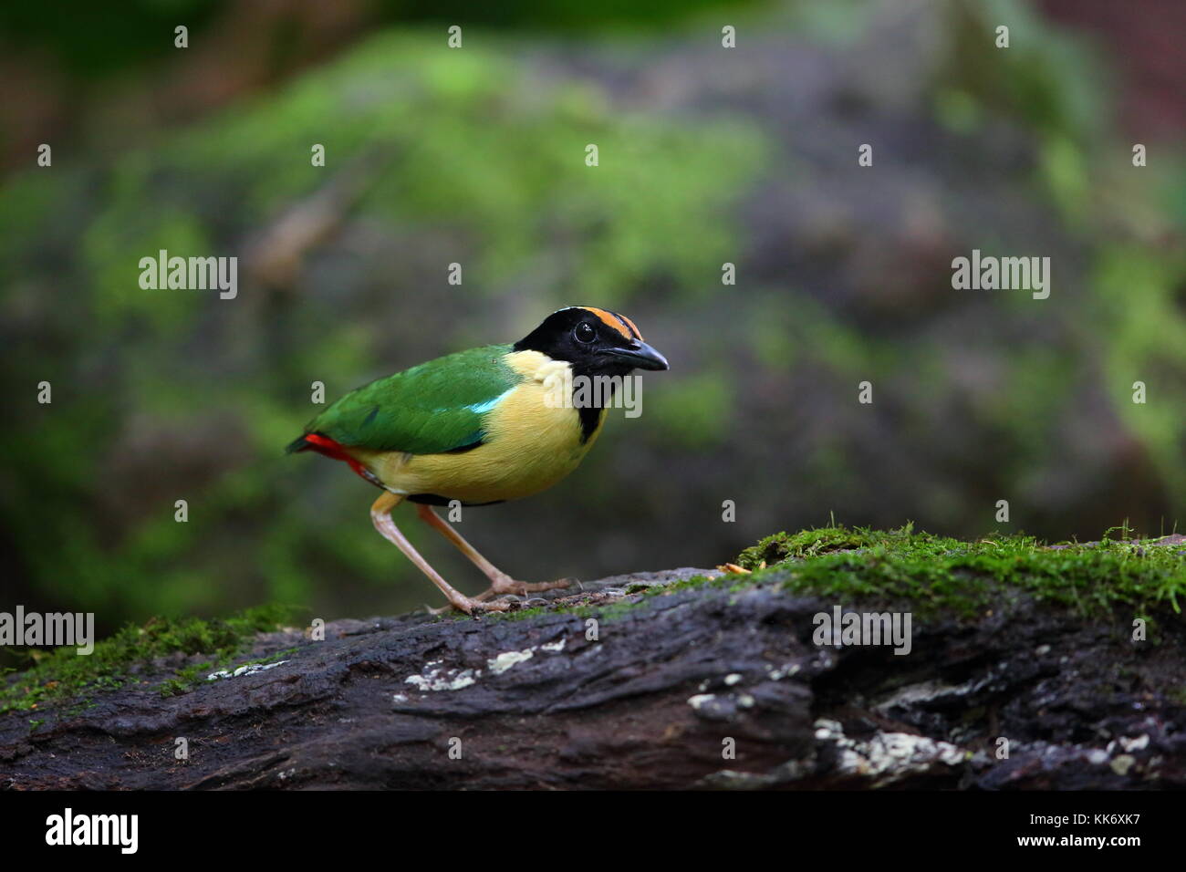 Elegant Pitta (Pitta elegans) in Lombok Island, Indonesia Stock Photo ...