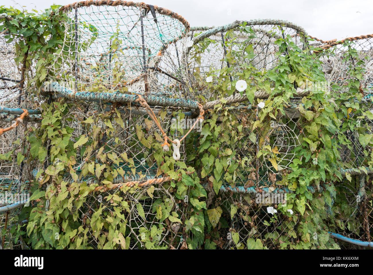A stack of old fishing pots covered with Barn weed on Slade beach in ...