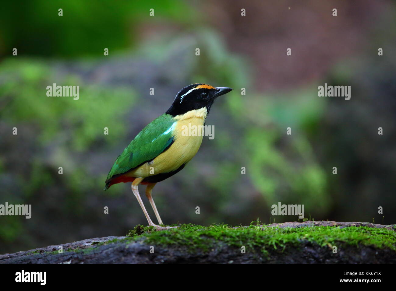 Elegant Pitta (Pitta elegans) in Lombok Island, Indonesia Stock Photo ...