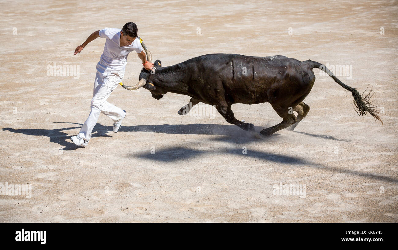 Bull chasing man hi-res stock photography and images - Alamy