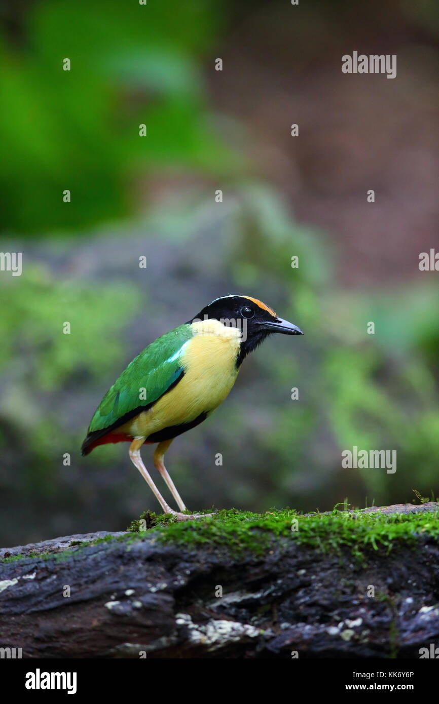 Elegant Pitta (Pitta elegans) in Lombok Island, Indonesia Stock Photo ...