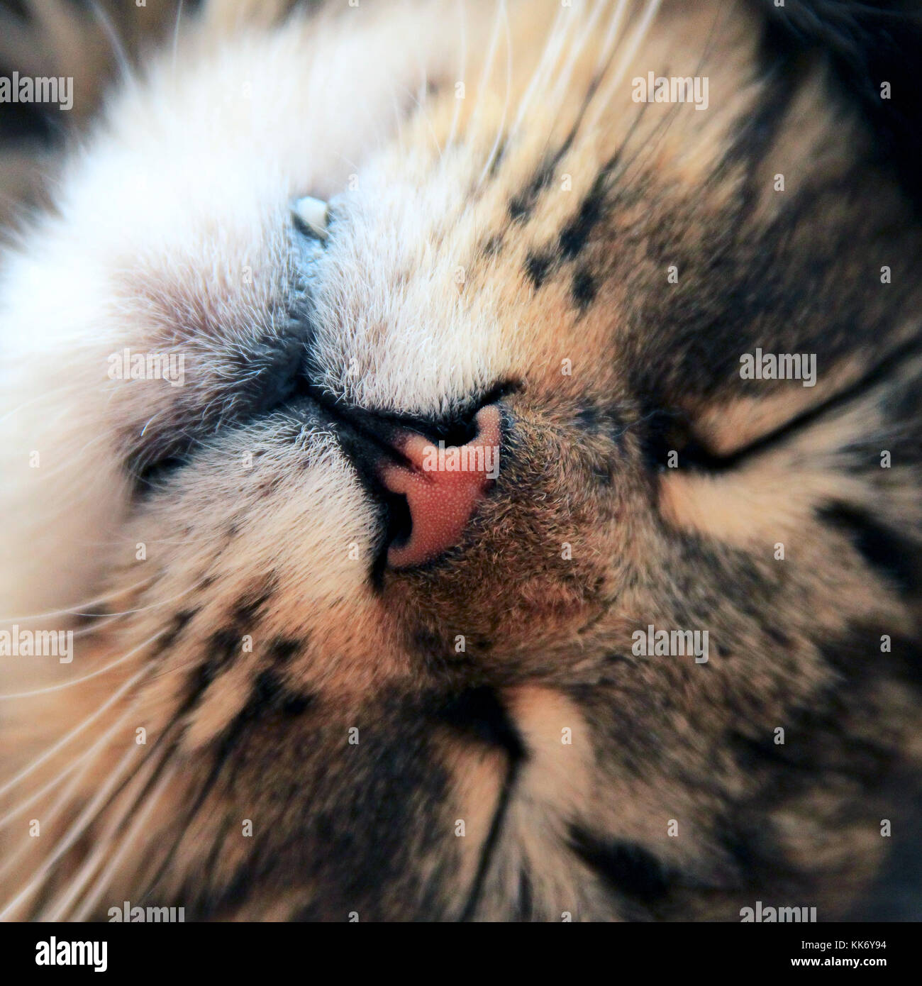Cats sleeping portrait hi-res stock photography and images - Alamy