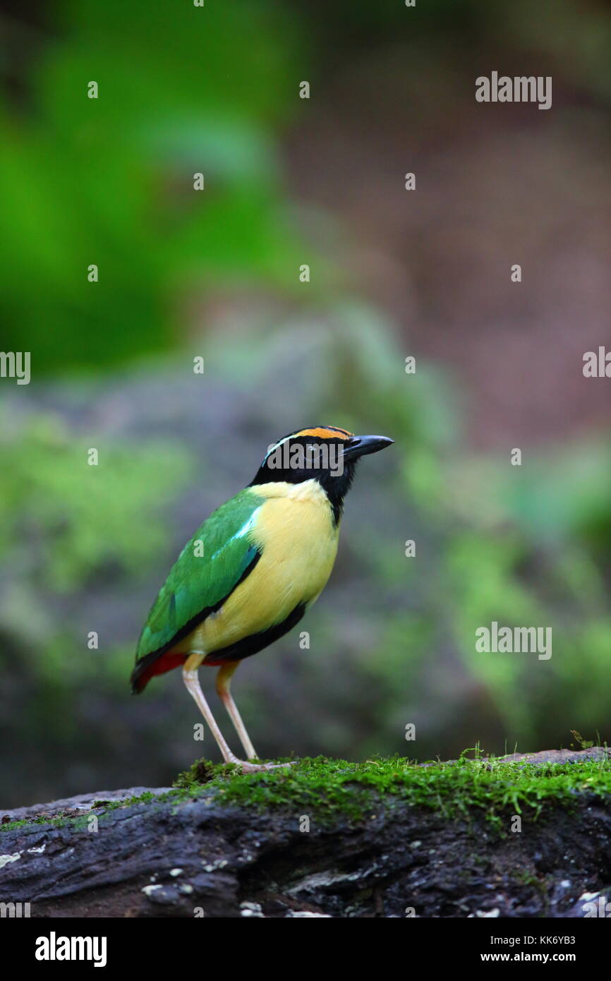 Elegant Pitta (Pitta elegans) in Lombok Island, Indonesia Stock Photo ...