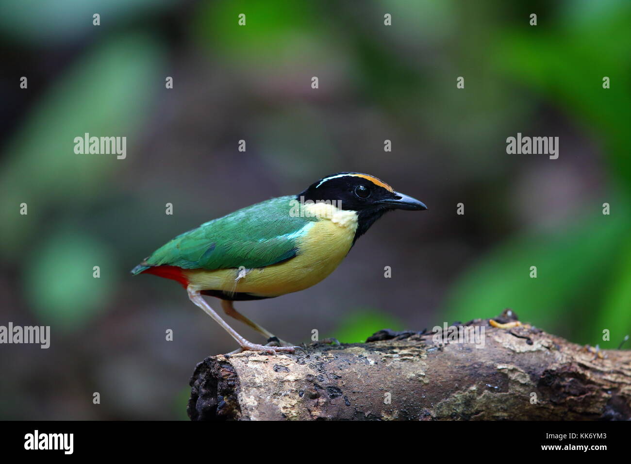 Elegant Pitta (Pitta elegans) in Lombok Island, Indonesia Stock Photo ...