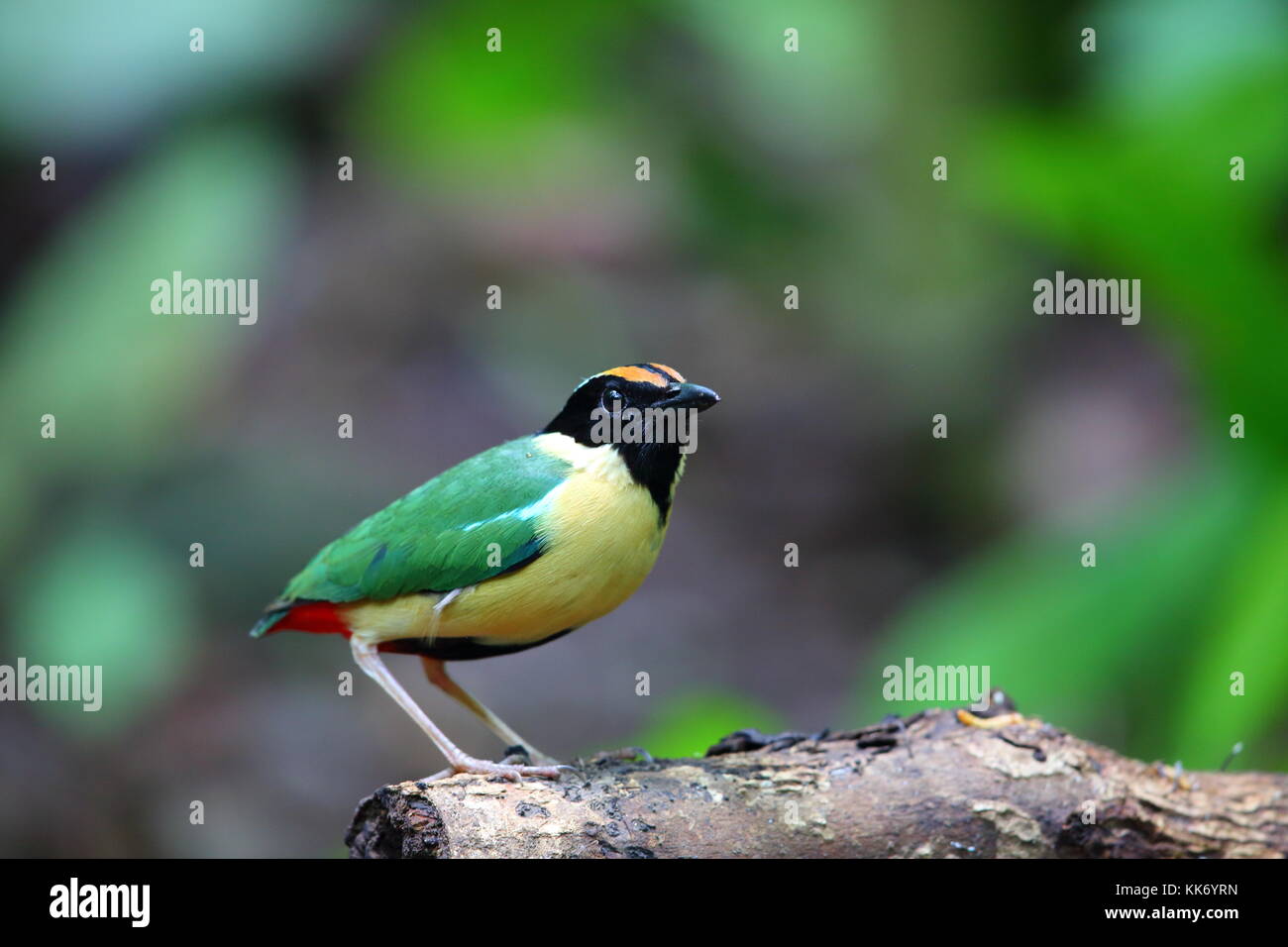 Elegant Pitta (Pitta elegans) in Lombok Island, Indonesia Stock Photo ...