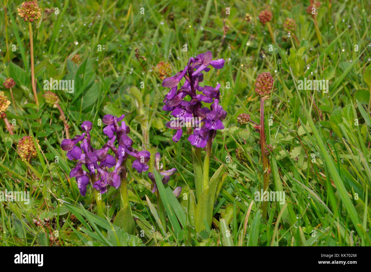 Green-winged Orchid, Anacamptis morio, in damp meadow in Somerset,April ...