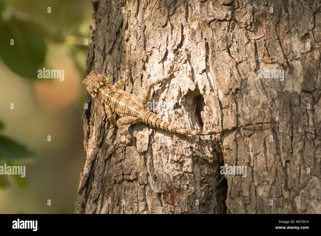 Agama on tree hi-res stock photography and images - Alamy